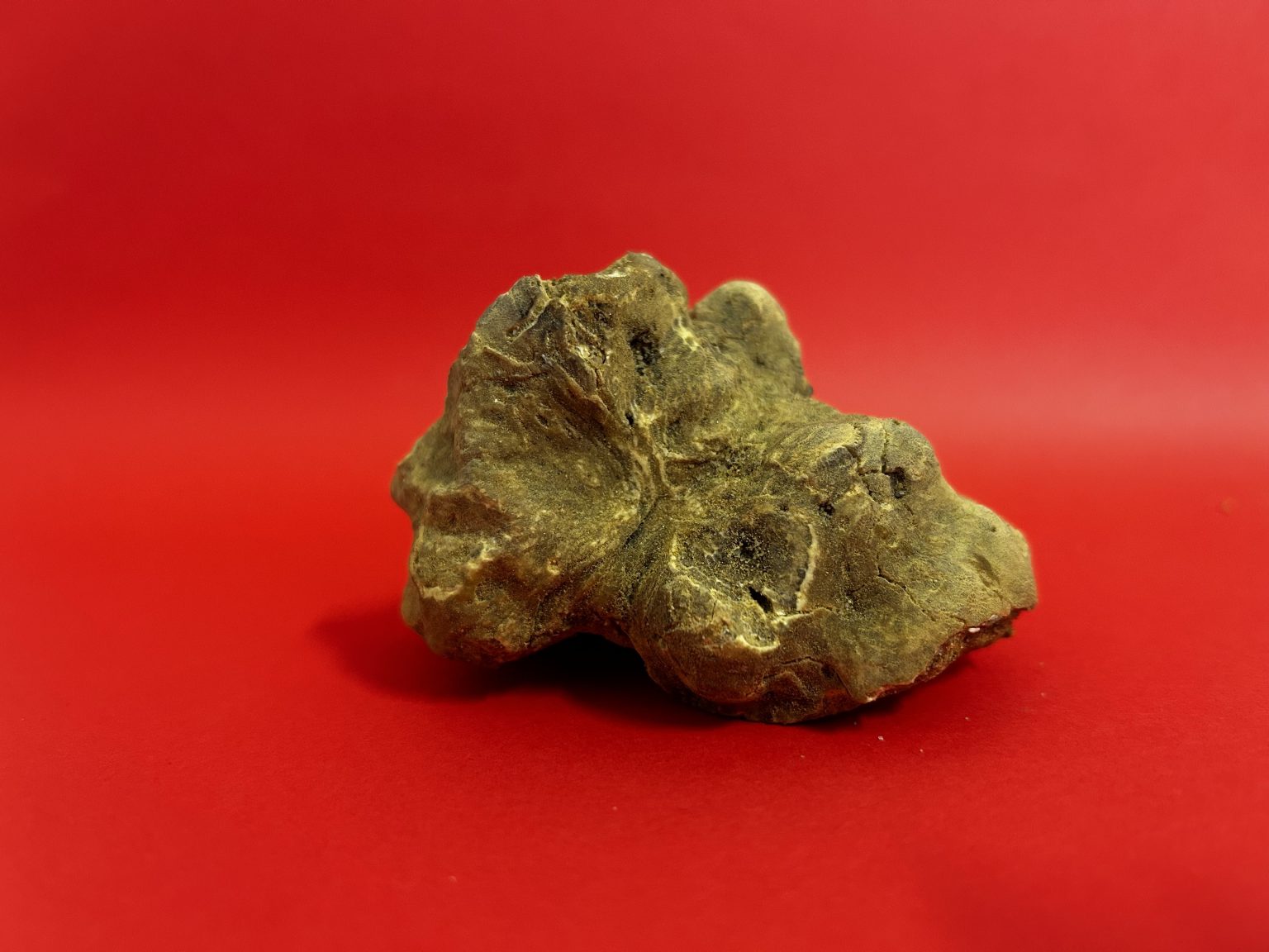 La truffe blanche (truffe d'Alba): Tuber Magnatum Pico - Truffe Aléna